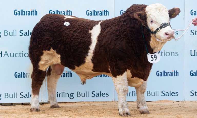 Simmental sires sell to 26,000gns at Stirling - The Courier