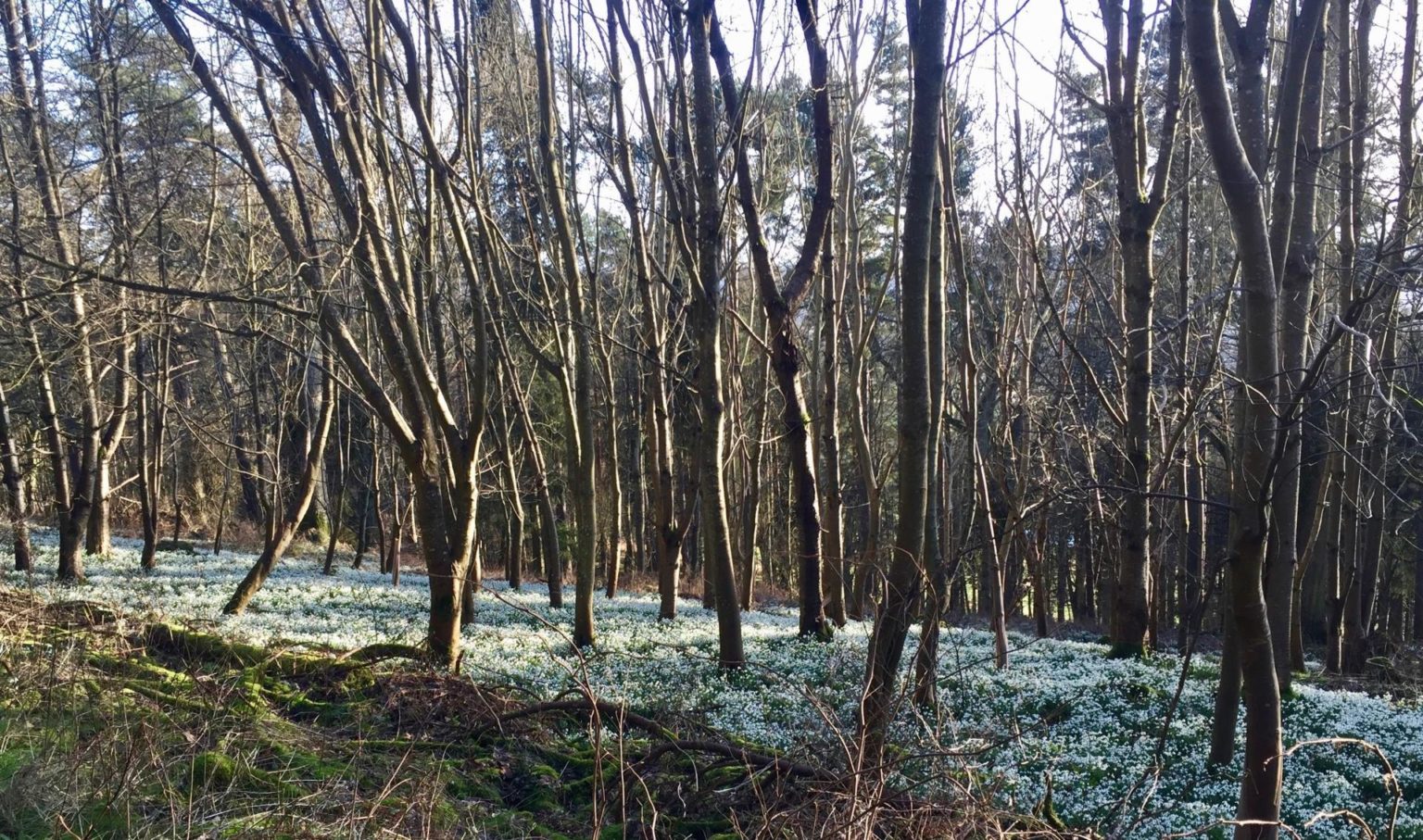 WALK THIS WAY: Moncrieffe Hill near Perth is ideal for a half-day ...