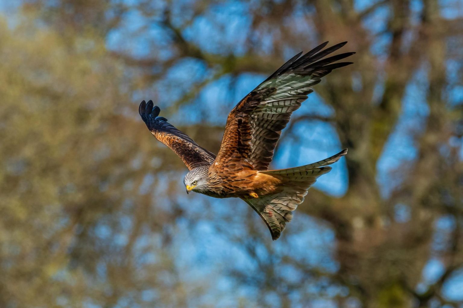 Argaty Red Kite project is a 'beacon' of hope to Scotland's rewilding ...