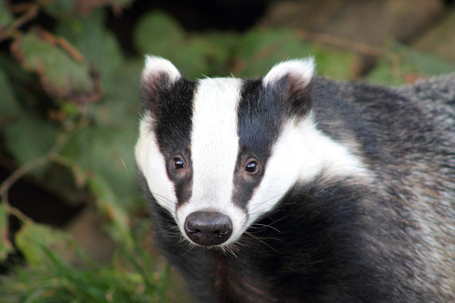 Badgers 'would have suffocated' after sett blocked on Fife farmland