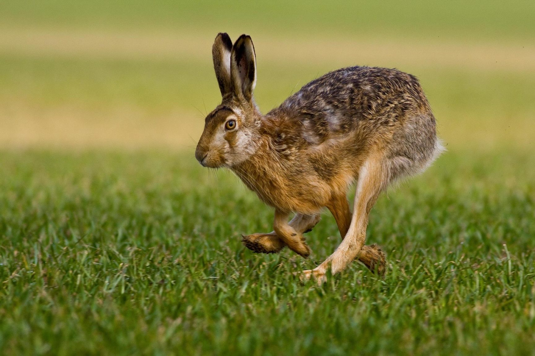 NATURE WATCH: Mad March hares crazy in love - The Courier