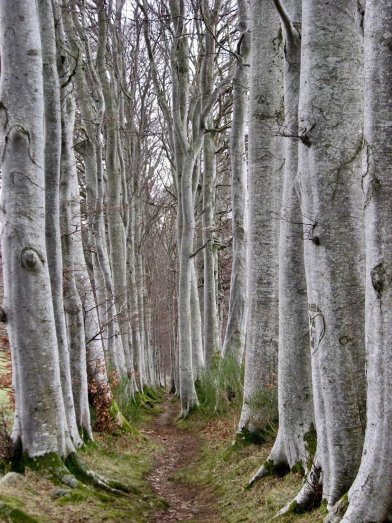 WALK THIS WAY: A circuit of the Pressendye ridge in Deeside - The Courier