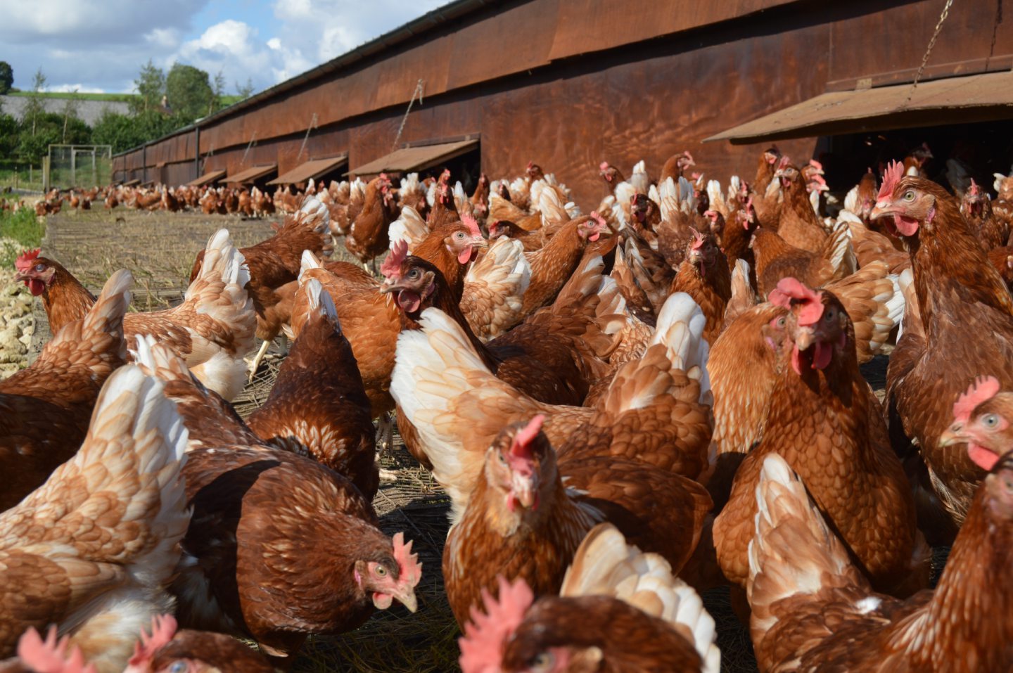 Planning go-ahead for 32,000-bird Forfar free range hen sheds