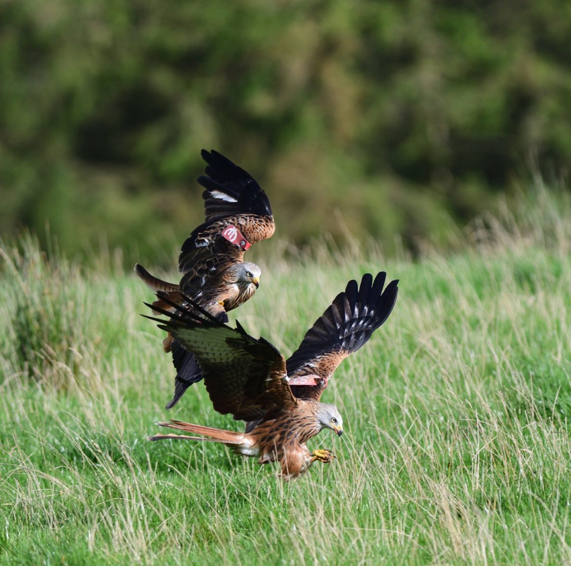 Best birdwatching spots in Angus, Dundee, Fife and Perthshire