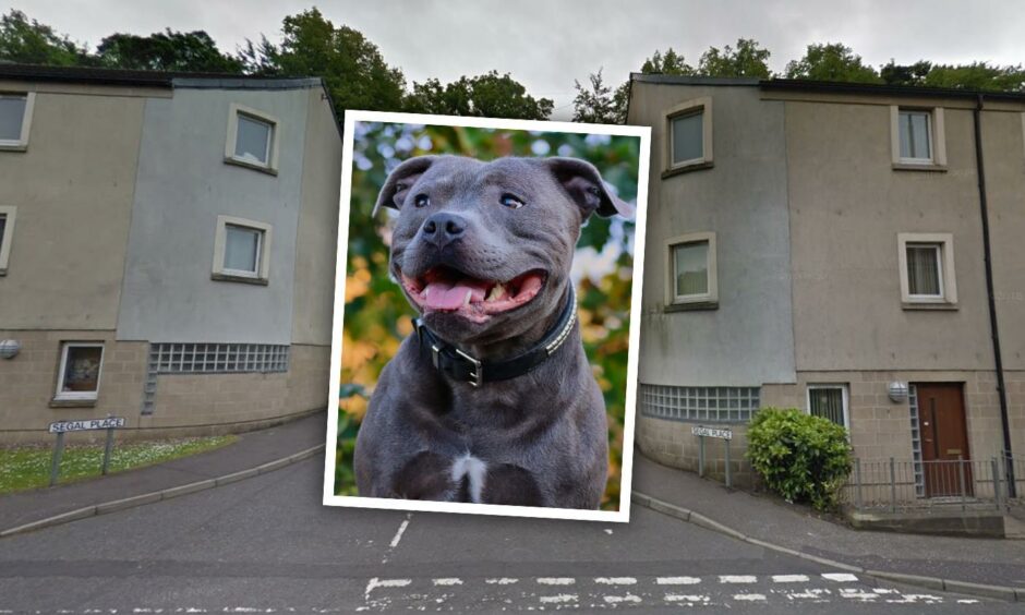 Staffie destroyed after biting nine-year-old in Fife