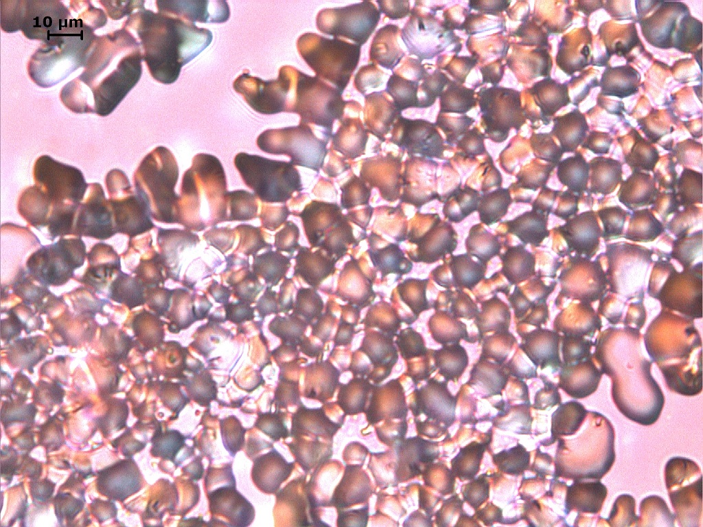 Mackie's goes under the microscope to test ice cream - Scottish Field