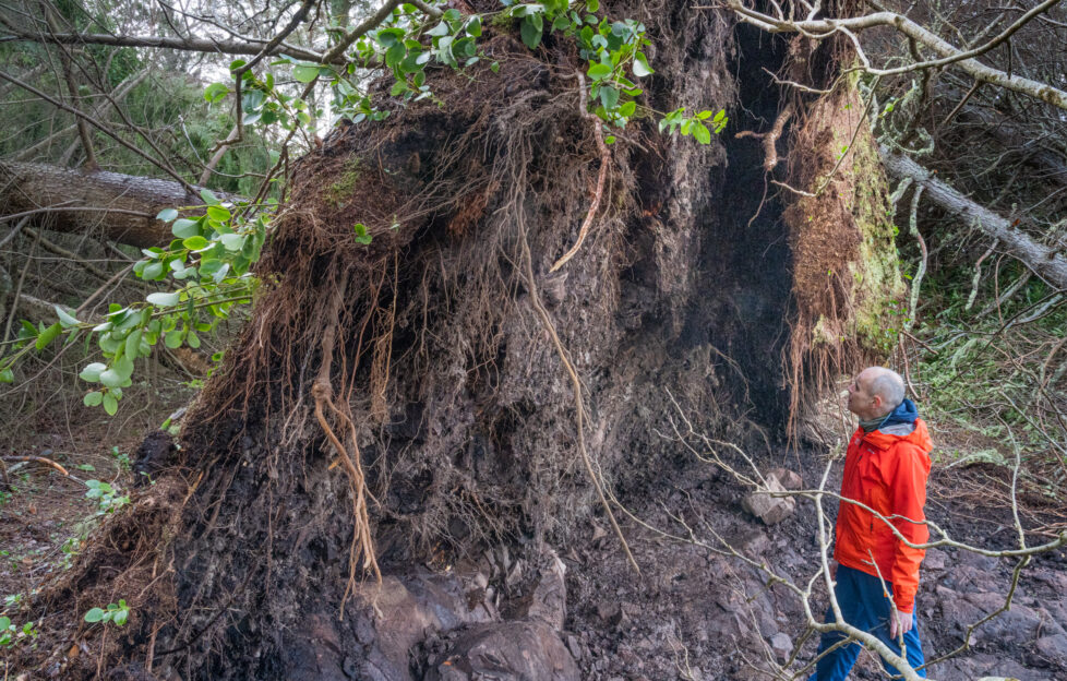 National Trust for Scotland plants tree appeal - Scottish Field