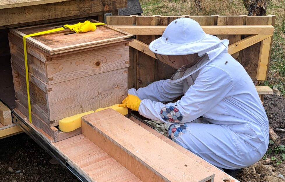 Good vibrations will leave guests buzzing at UK's first bee therapy ...