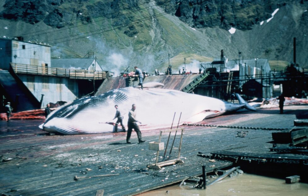 Project launched to capture memories of Scottish whaling communities ...