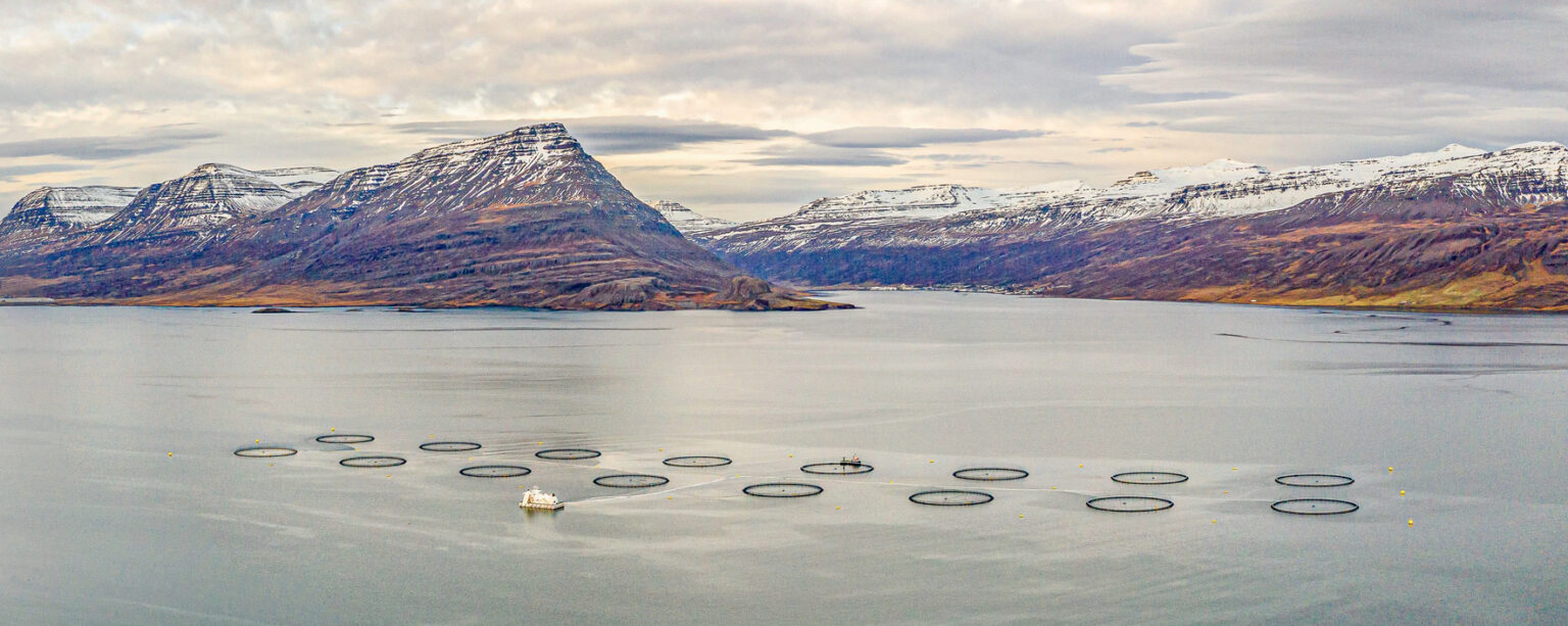 Laxar Fiskeldi and Ice Fish Farm set to merge - Fish Farmer Magazine