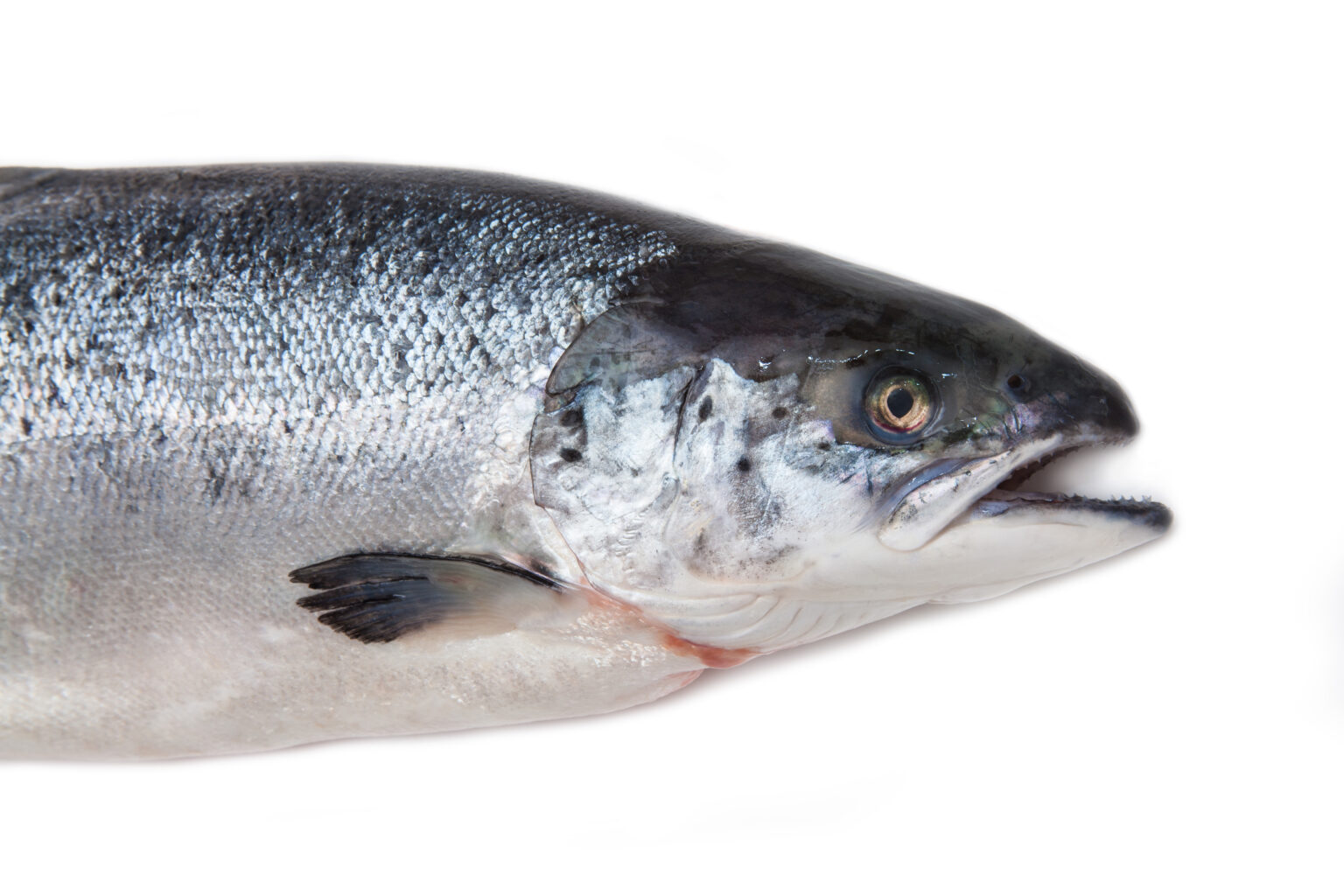 Norwegian salmon exports and prices hit another record - Fish Farmer ...