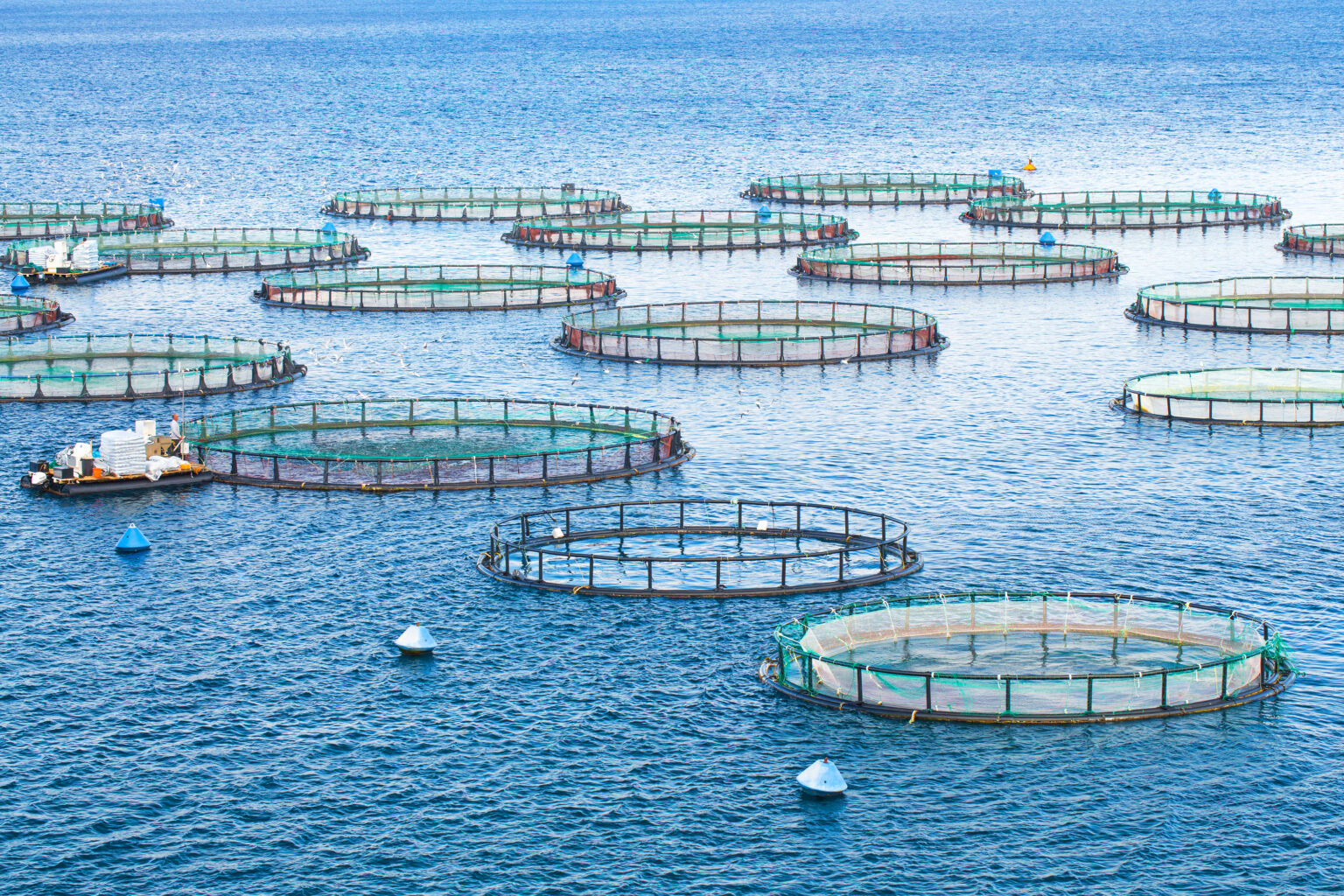 Sustainable Netting Solutions for the Aquaculture Industry - Fish ...