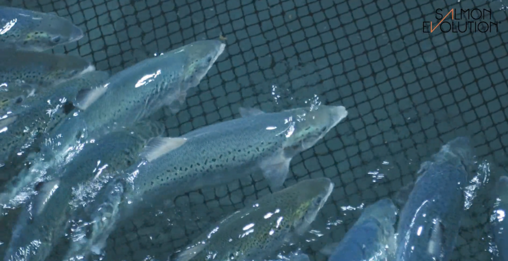 Salmon Evolution reports mortality issues - Fish Farmer Magazine