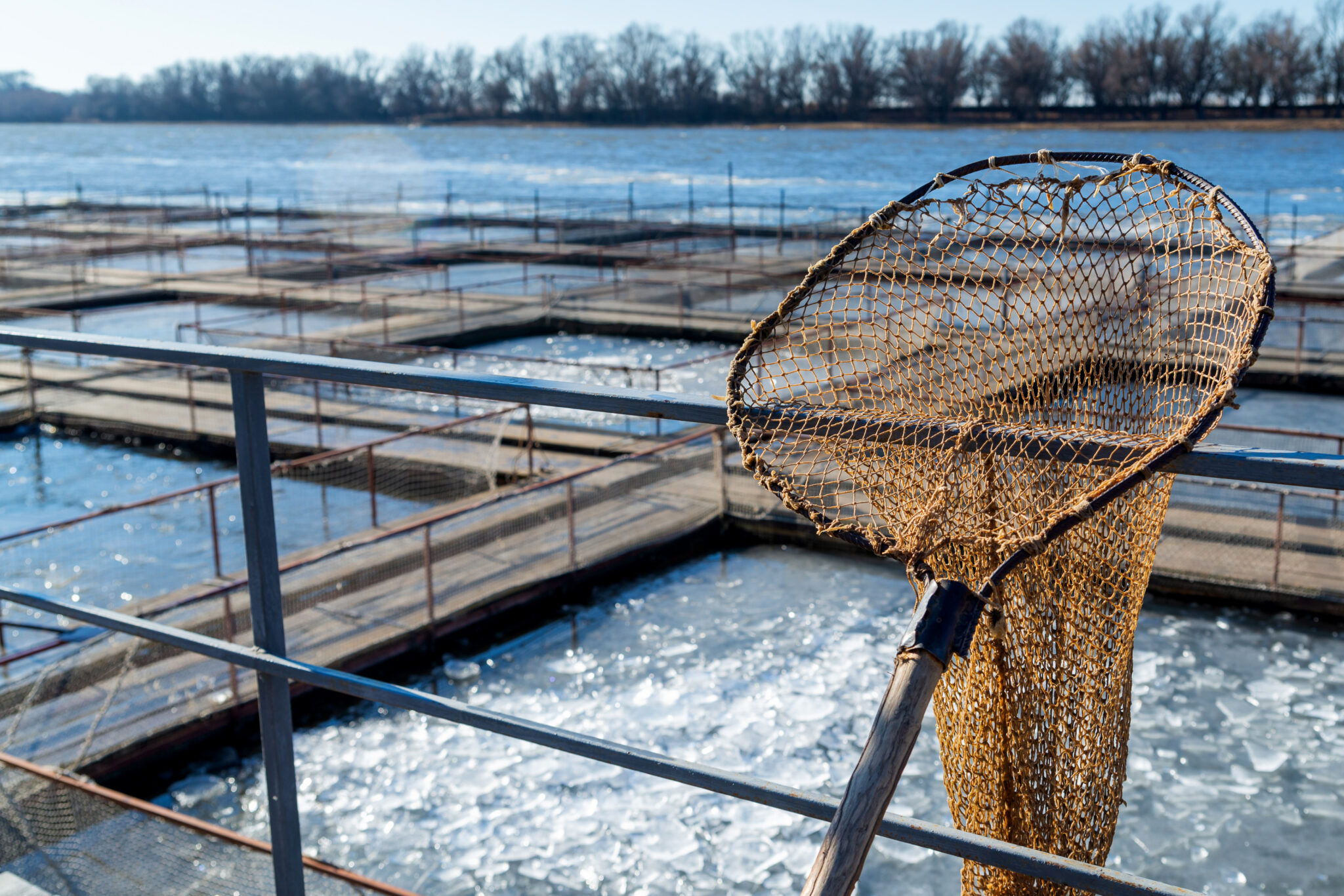 ASC consults on new standard - Fish Farmer Magazine