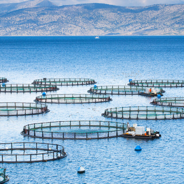 Home - the latest news in Aquaculture and Fish Farming news, views ...