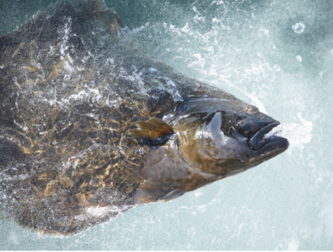 Gigha Halibut set to cease production - Fish Farmer Magazine