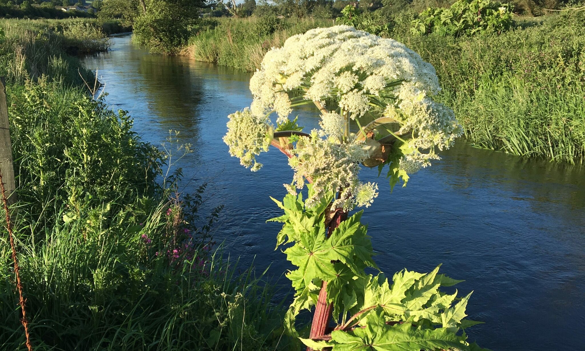 Giant hogweed warning as toxic weed crops up around Fife - The Courier
