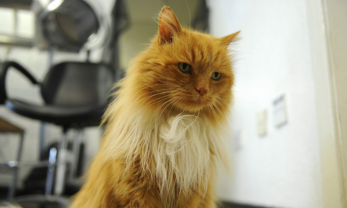 Hamish McHamish: Home of Scotland's most famous cat goes on sale