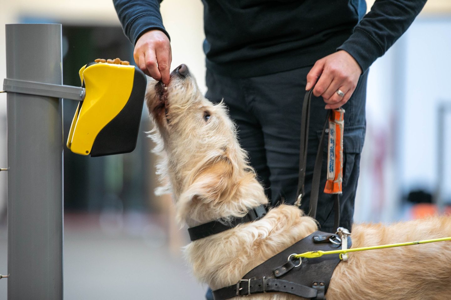 Guide Dogs celebrates 90th anniversary: 'Delightful companionship and ...