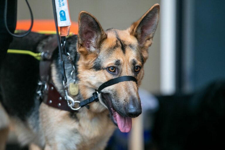 Guide Dogs celebrates 90th anniversary: 'Delightful companionship and ...