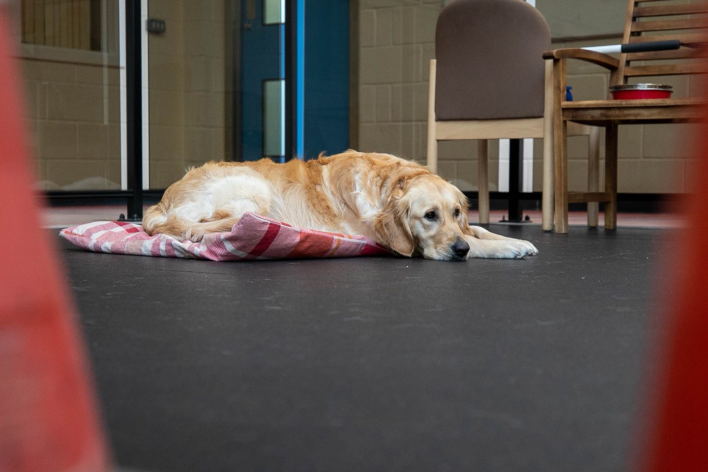 Guide Dogs celebrates 90th anniversary: 'Delightful companionship and ...