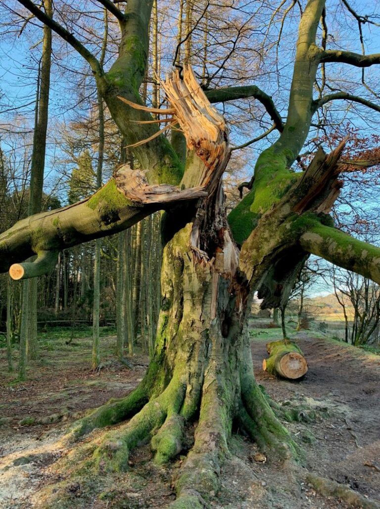 WALK THIS WAY: Exploring Rumbling Bridge Gorge in the Crook of Devon ...