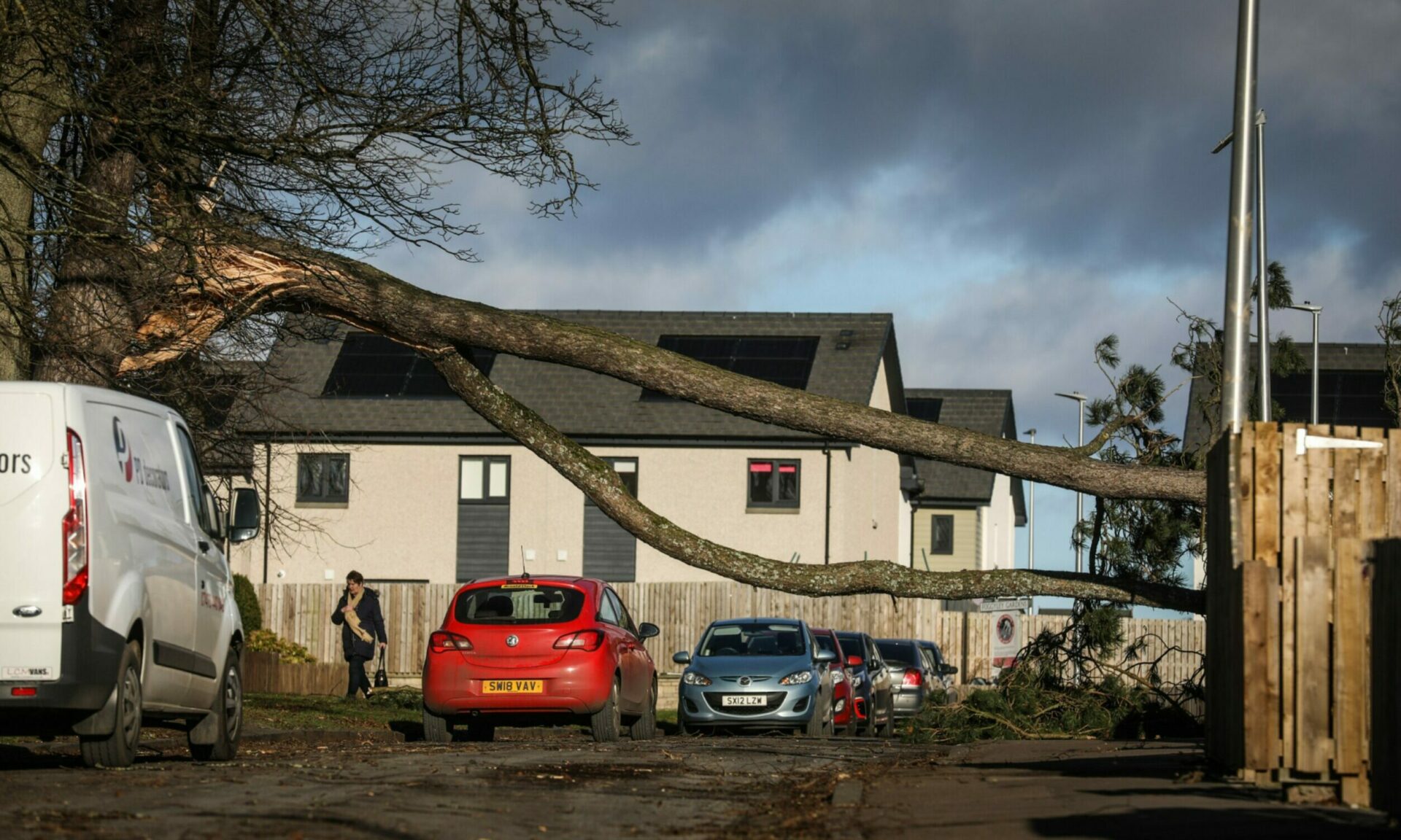 Call for full survey of damaged trees in Dundee street badly hit by ...