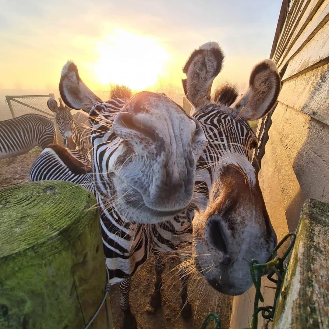 Fife Zoo reveals new up-close zebra paddock for bank holiday weekend ...