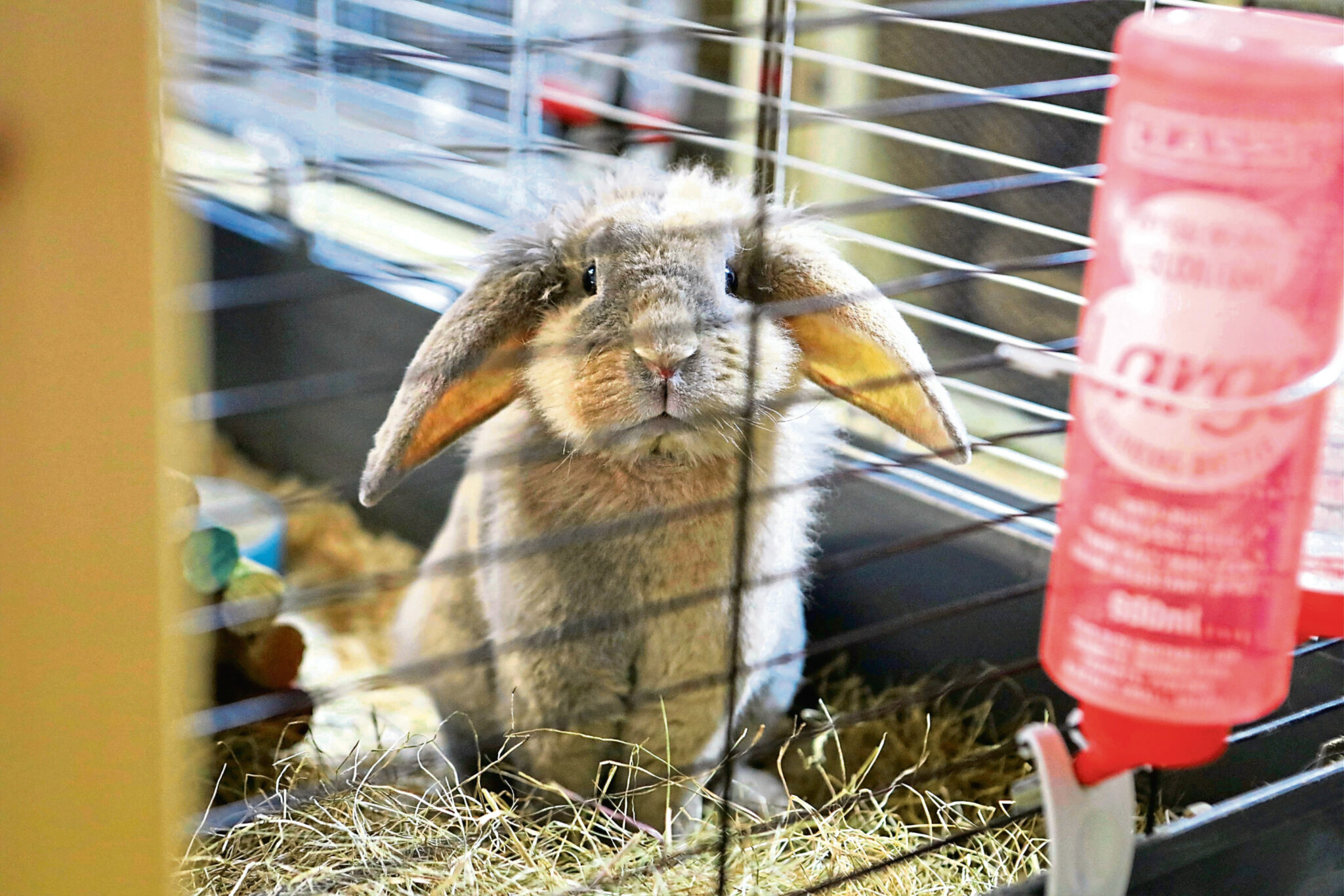 Dundee volunteers rescued baby rabbits after rats gnawed their ears off