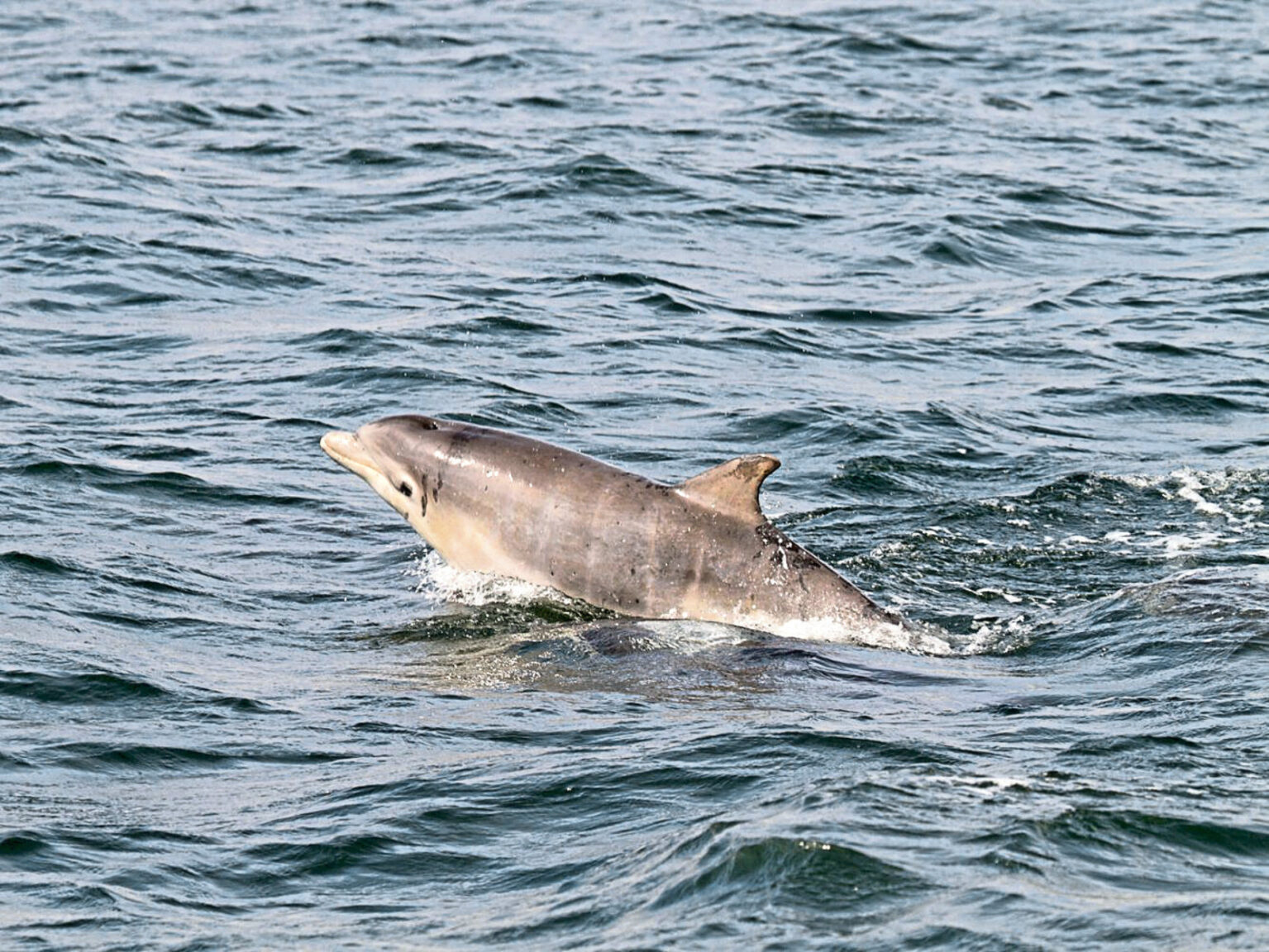 Torry Battery: Dream come true for dolphin watchers at top north-east spot