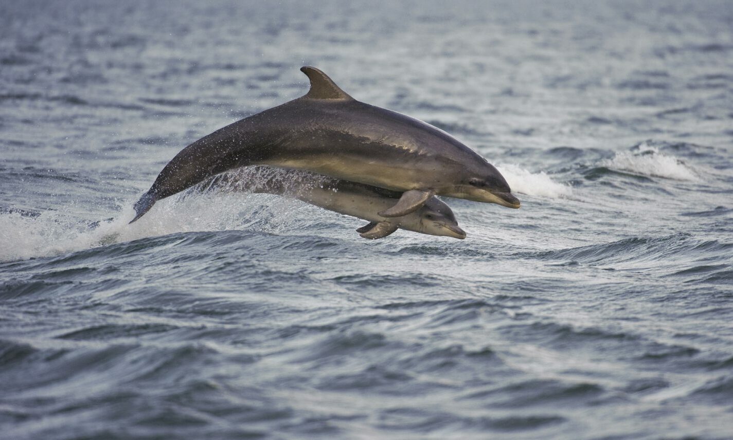 Torry Battery: Dream come true for dolphin watchers at top north-east spot