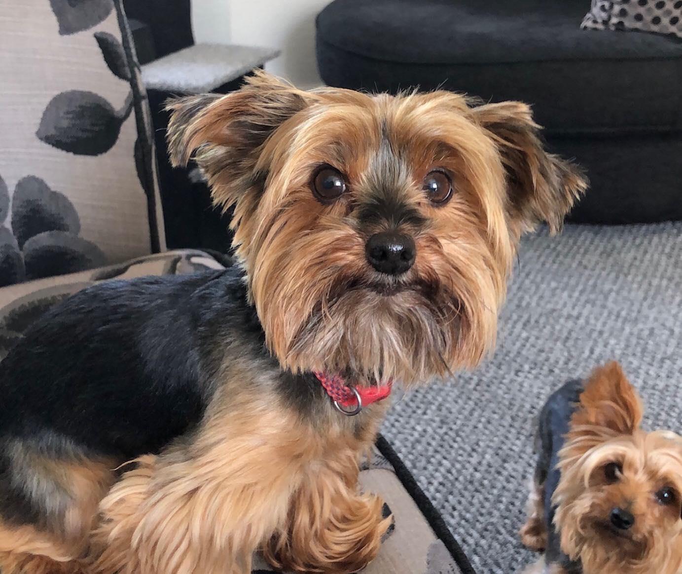 Dog to have leg amputated after venomous adder snake bite in Perthshire ...