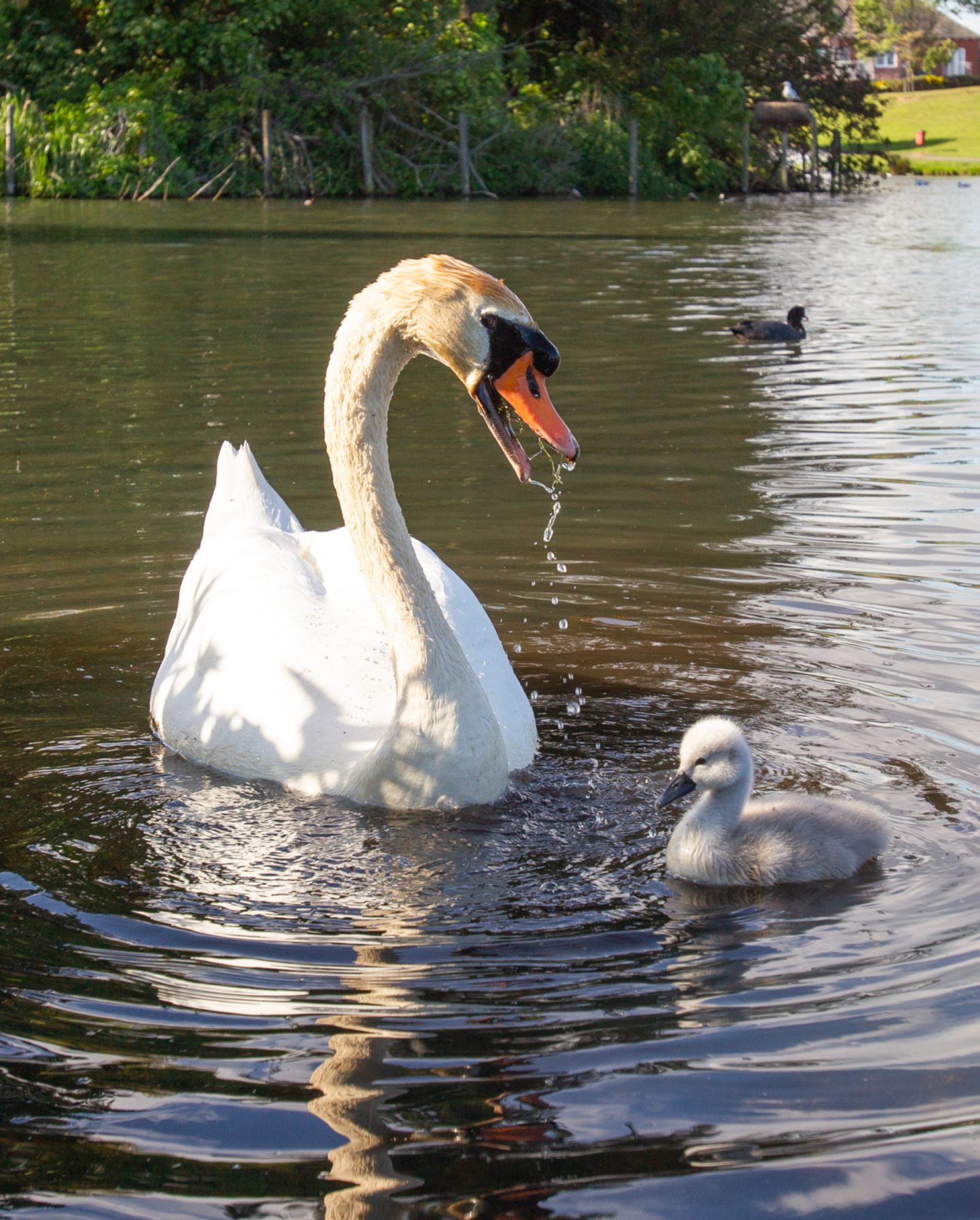 Bid to remove 'cannibal' swan from Keptie Pond in Arbroath