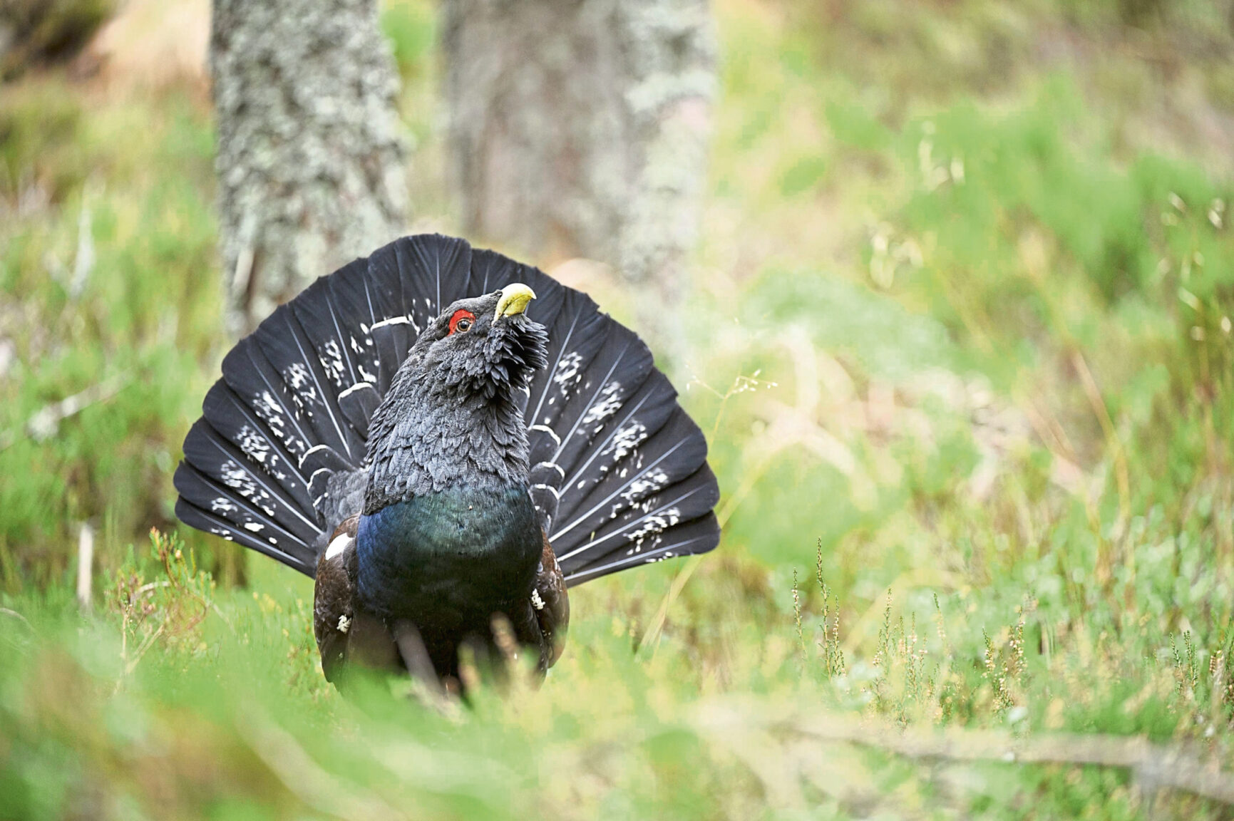 Capercaillie crisis: Scotland's iconic bird could be extinct in 20 ...