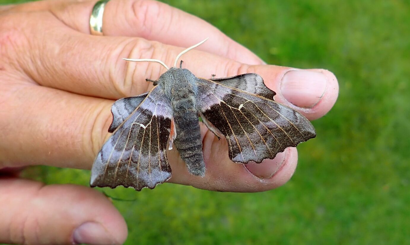 Nature Watch: The poetry of moths - The Courier