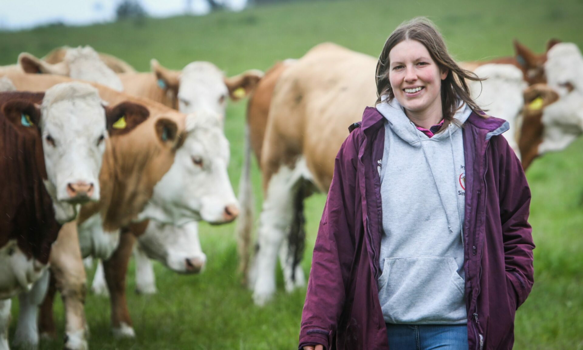 Simmental breeder gearing up for return to the big Royal Highland stage ...