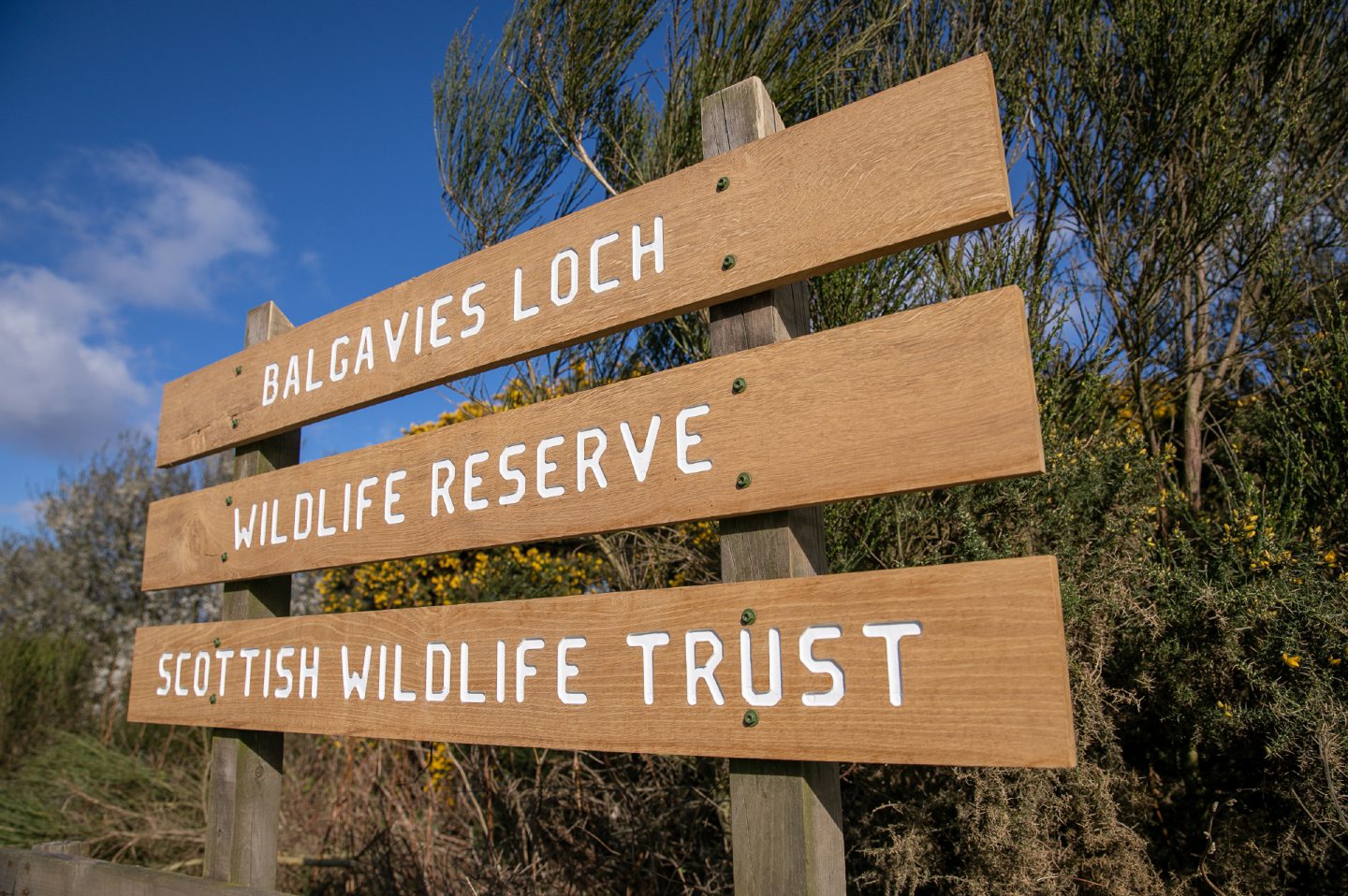 Balgavies Loch osprey ready for migration after dramatic start to life