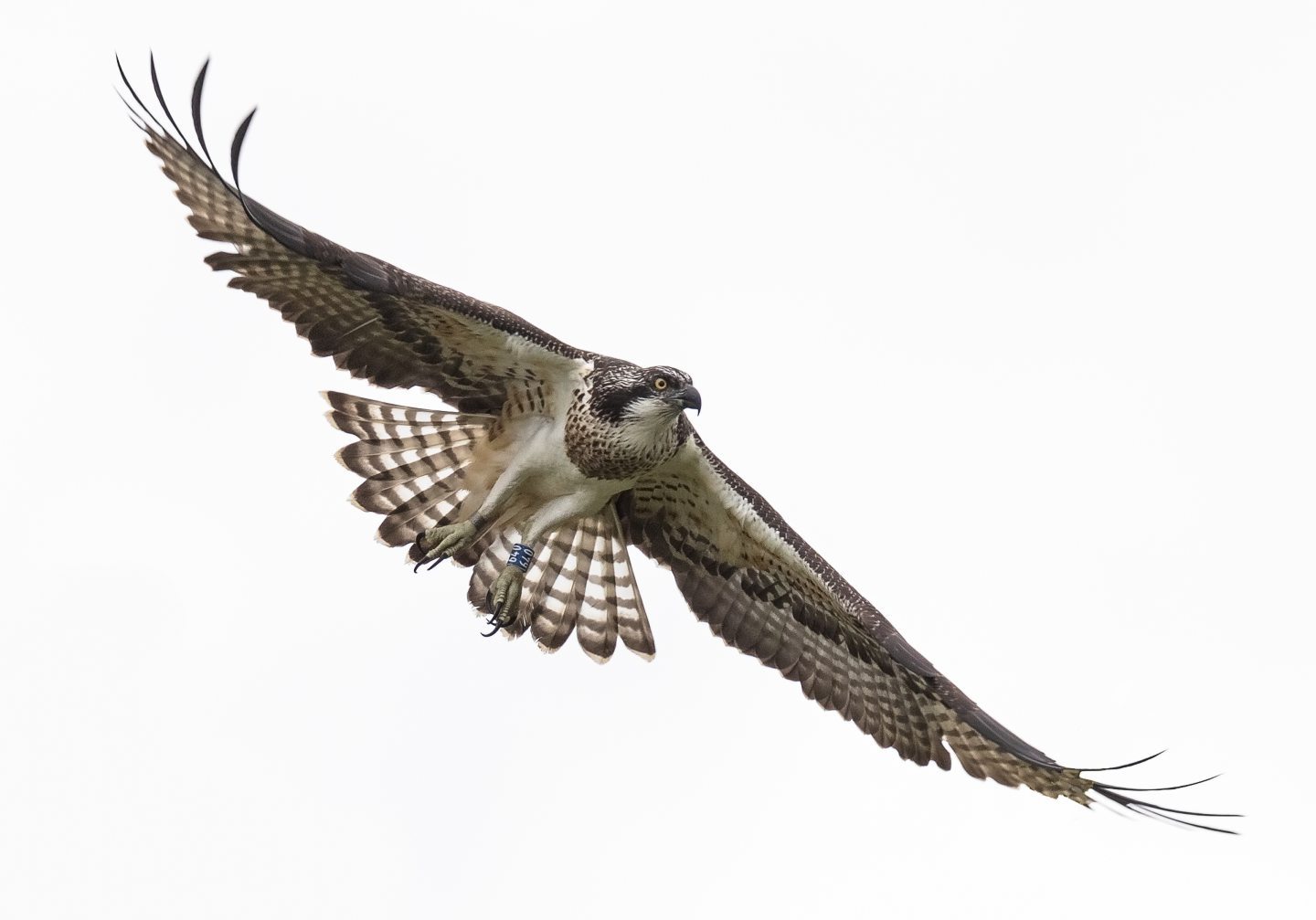 Balgavies Loch osprey ready for migration after dramatic start to life