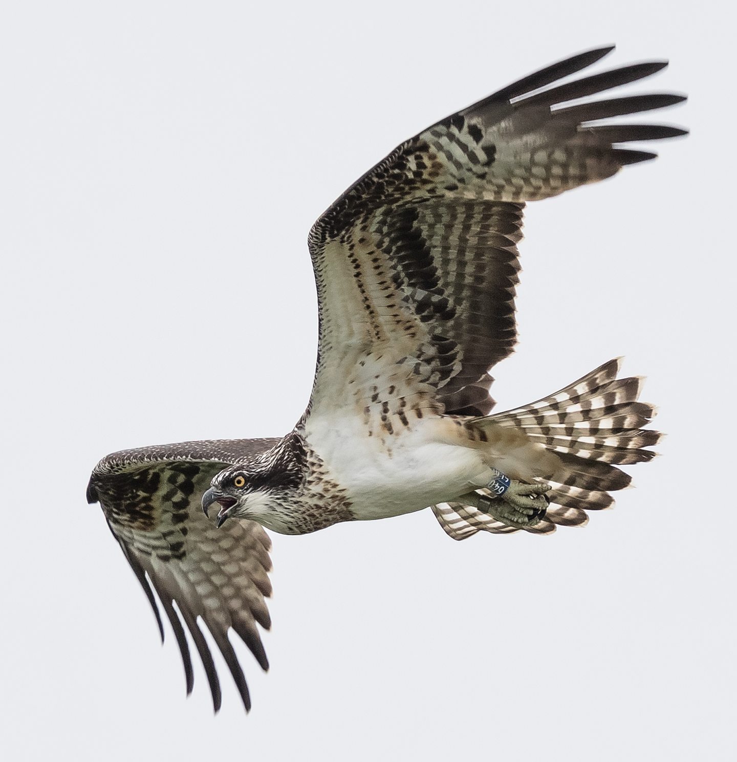 Balgavies Loch osprey ready for migration after dramatic start to life