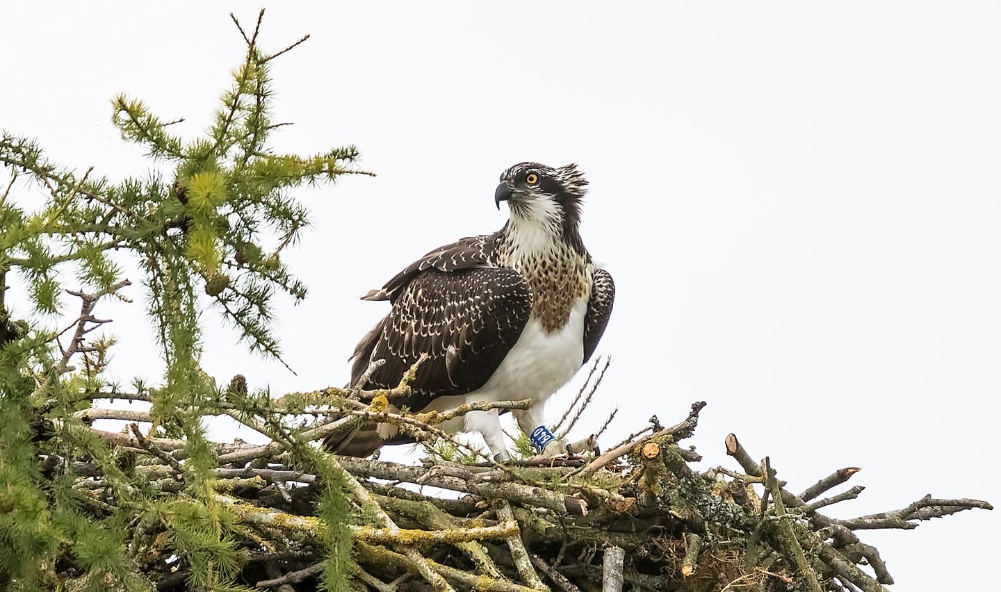 Balgavies Loch osprey ready for migration after dramatic start to life