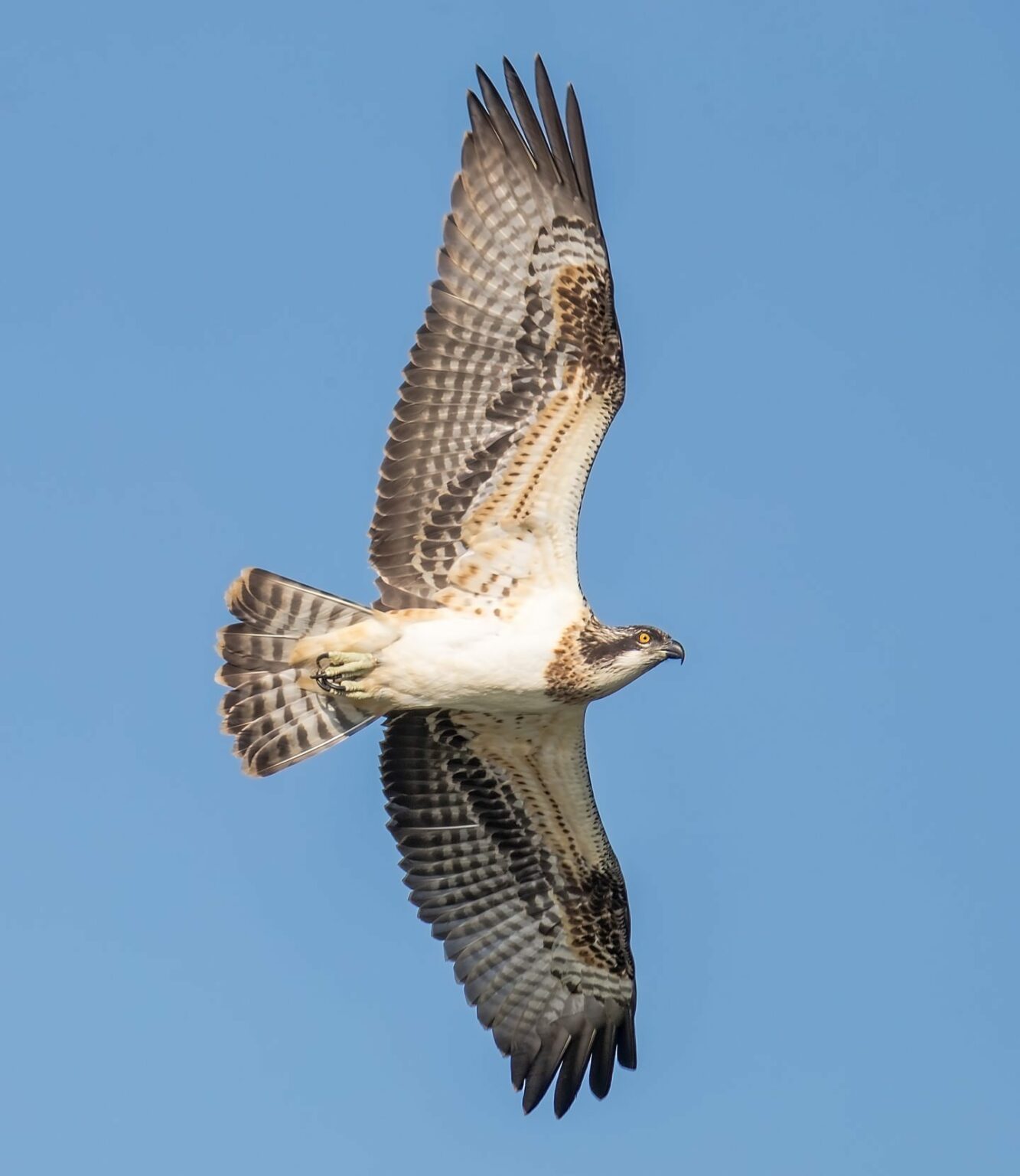 Balgavies Loch osprey ready for migration after dramatic start to life