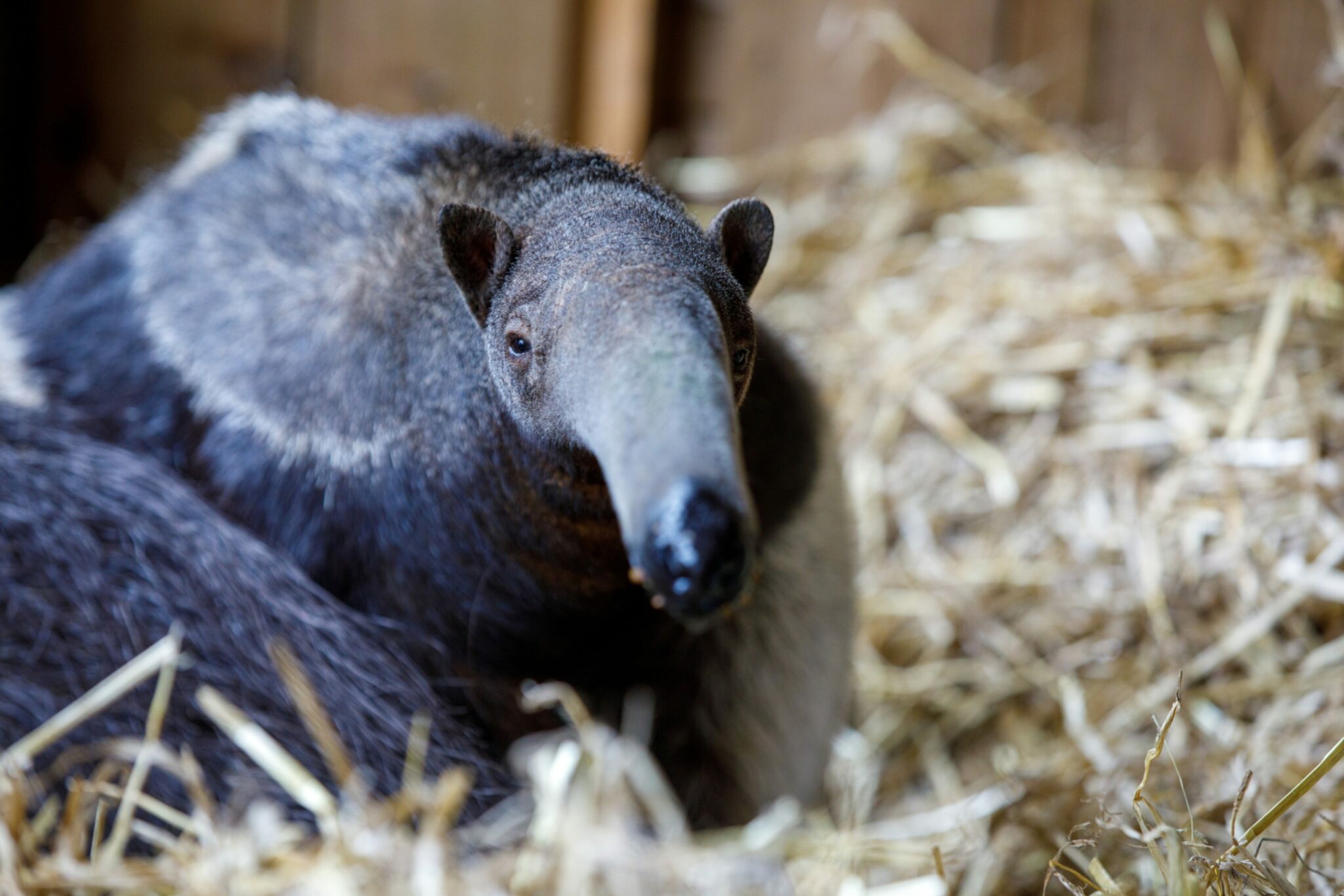 VIDEO: Meet the new giant anteaters at Dundee's Camperdown