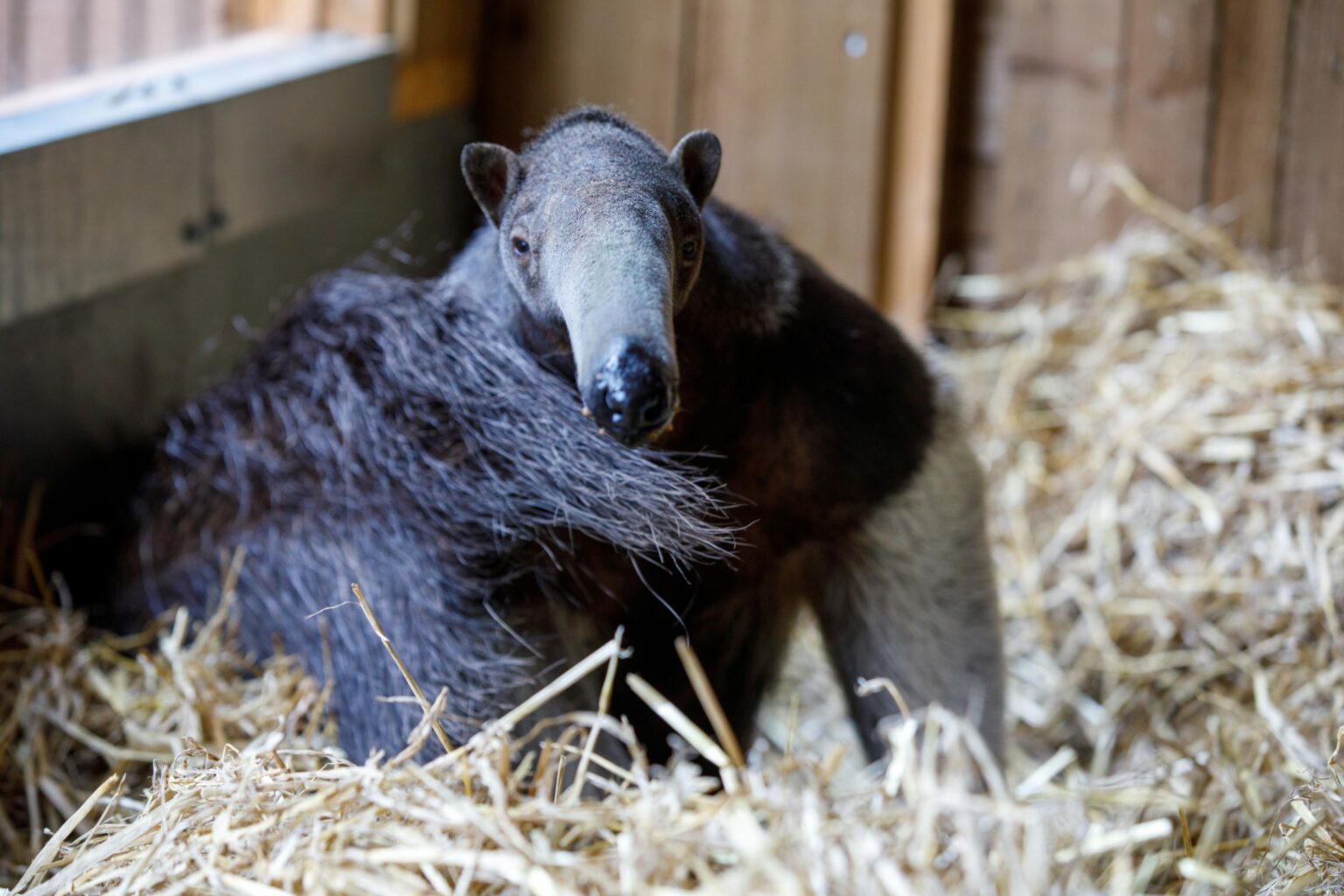 VIDEO: Meet the new giant anteaters at Dundee's Camperdown