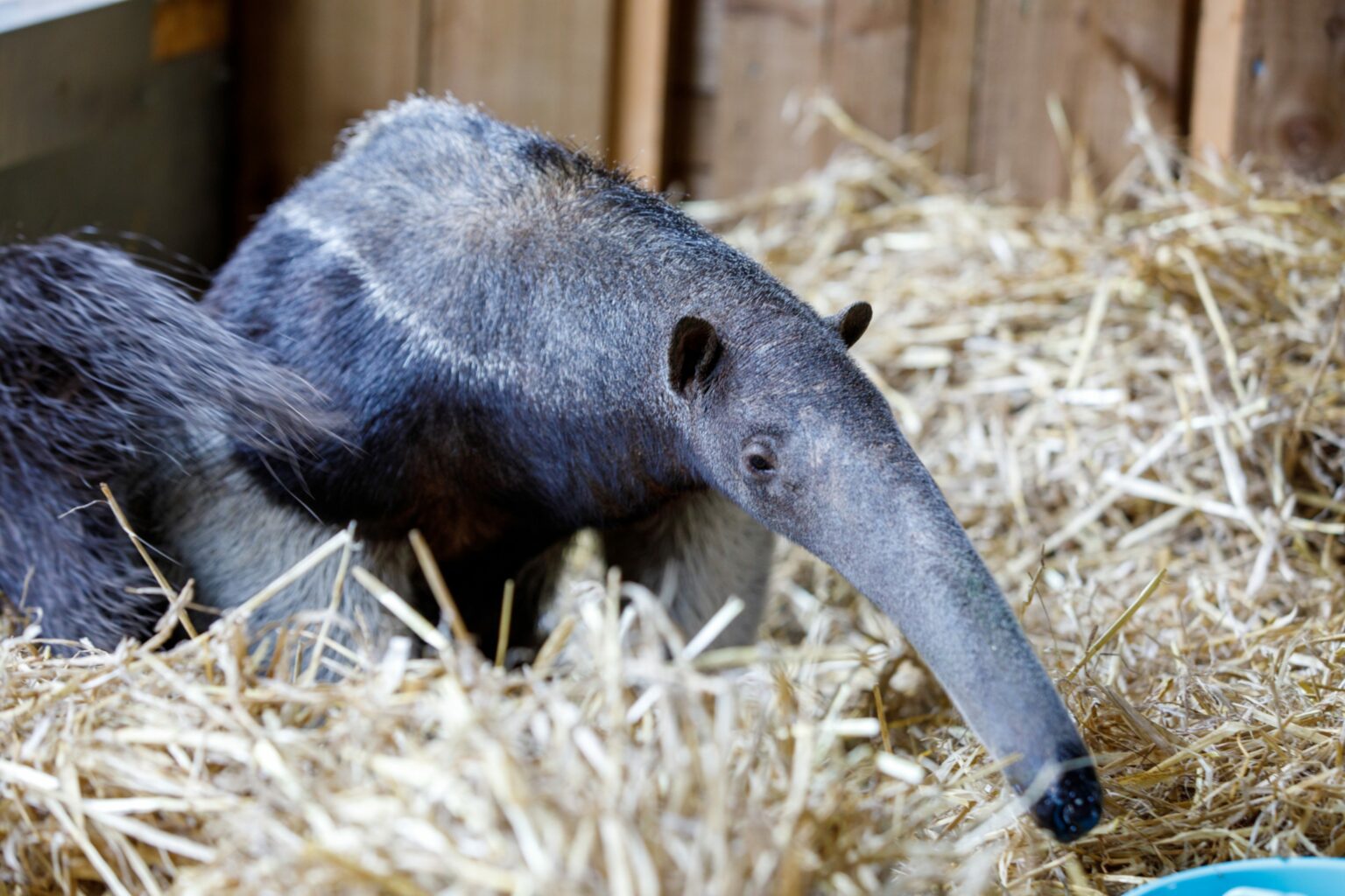 VIDEO: Meet the new giant anteaters at Dundee's Camperdown
