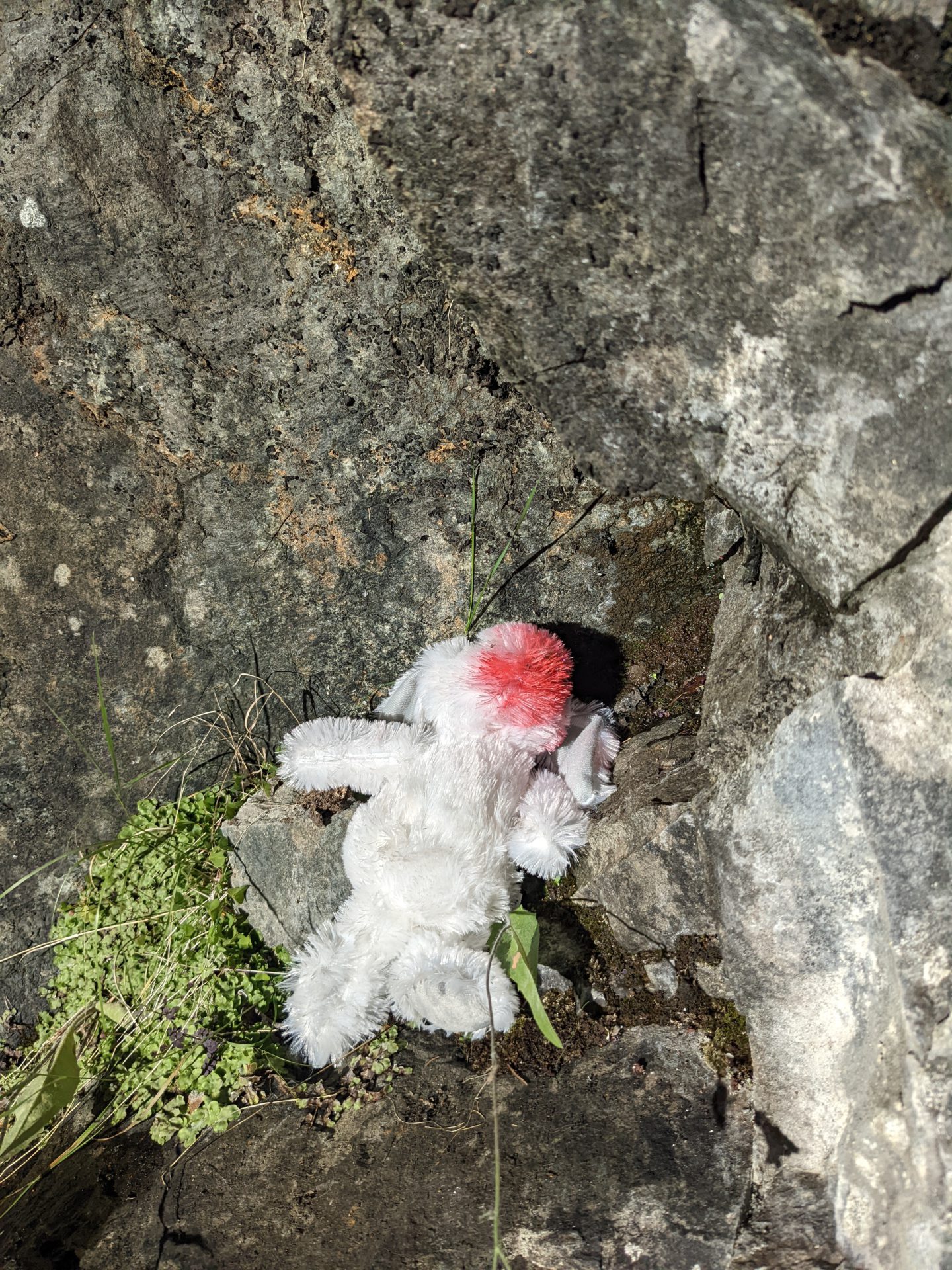 Monty Python: Quest to find 'killer rabbit' on banks of Loch Tay in ...