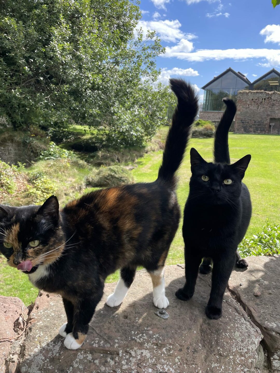 Meet the Fife stars of new Netflix show Inside the Mind of a Cat