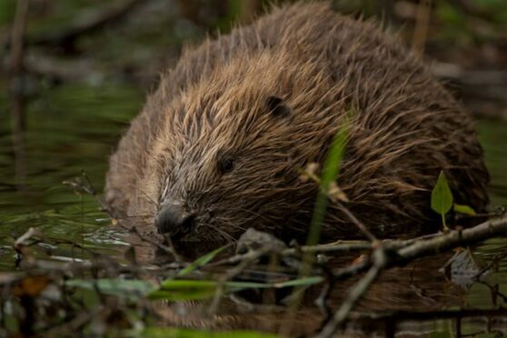 Conservation groups must 'act urgently' to protect beavers