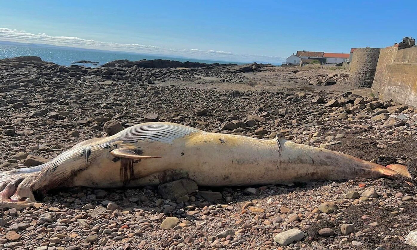 Eight-metre minke whale washes up on beach at Cellardyke, Fife