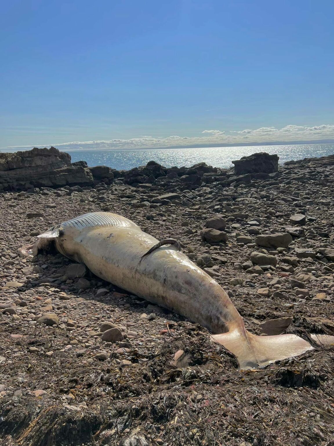 Eight-metre minke whale washes up on beach at Cellardyke, Fife