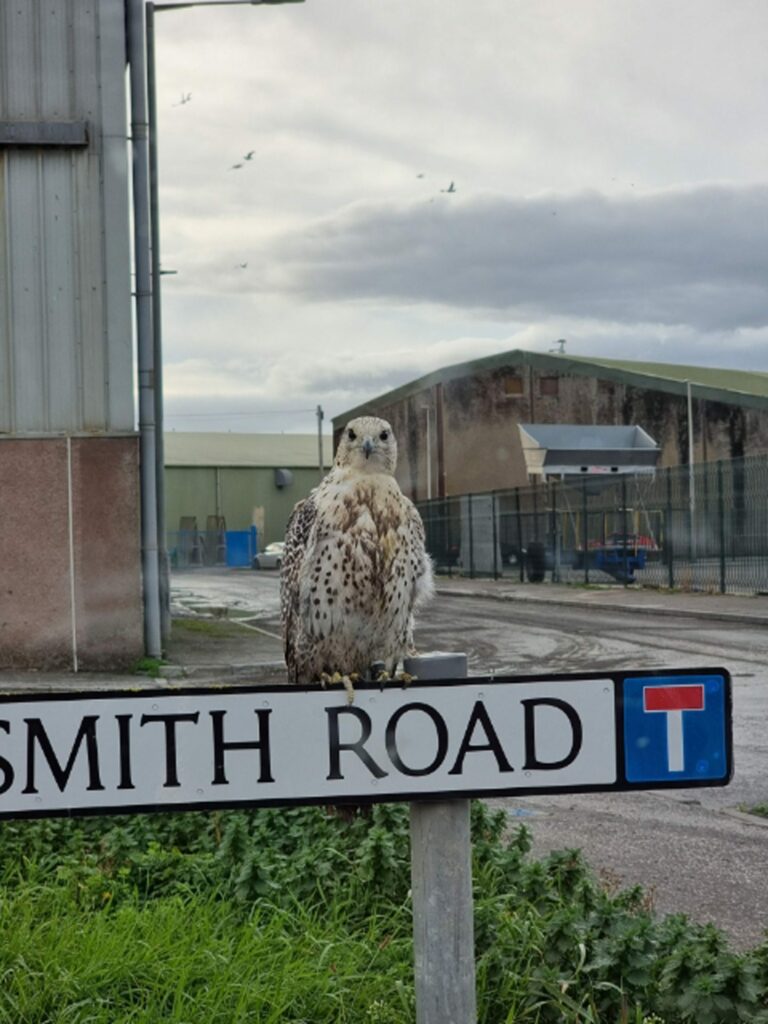 Angus falconer's desperate search for missing bird